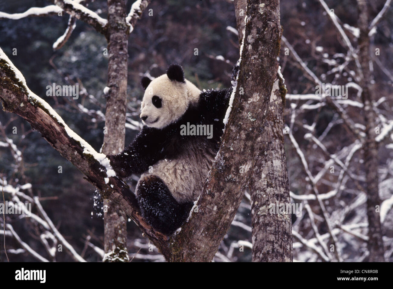 Giant Panda cub on tree, Wolong Valley, Sichuan, China Stock Photo - Alamy