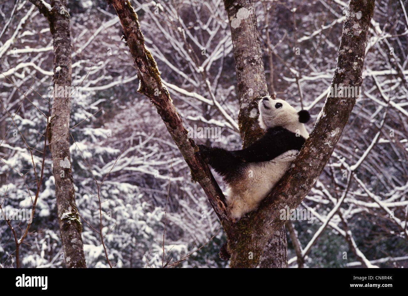 Giant Panda cub on tree, Wolong Valley, Sichuan, China Stock Photo - Alamy