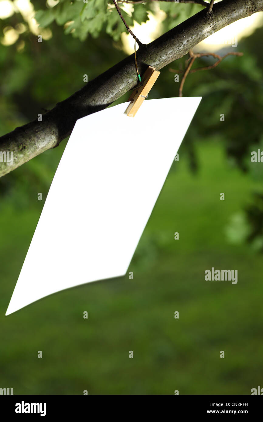 blank paper outdoor tree, green background Stock Photo - Alamy