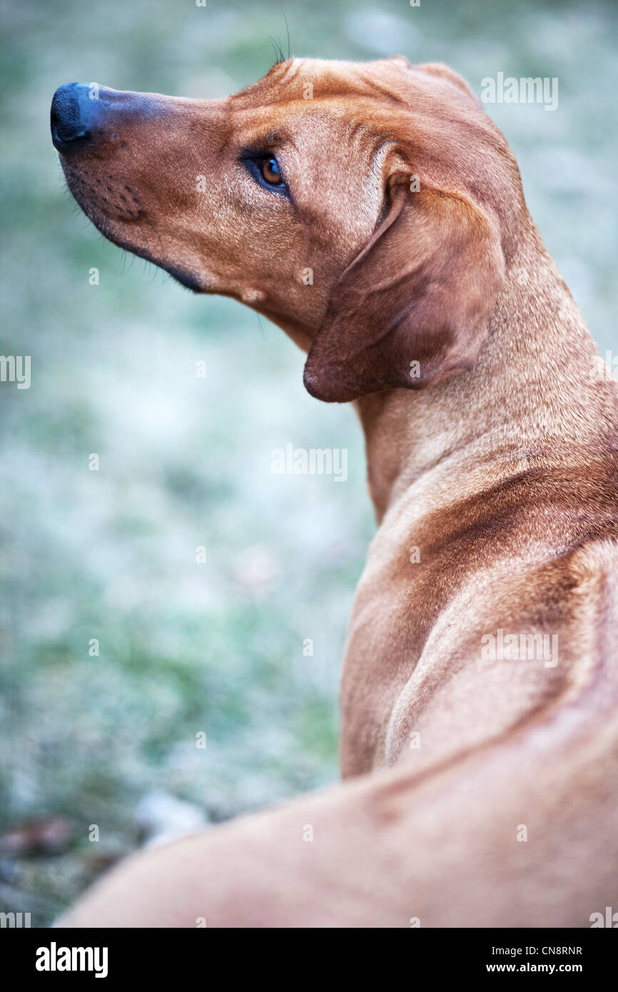 rhodesian ridgeback dog Stock Photo - Alamy