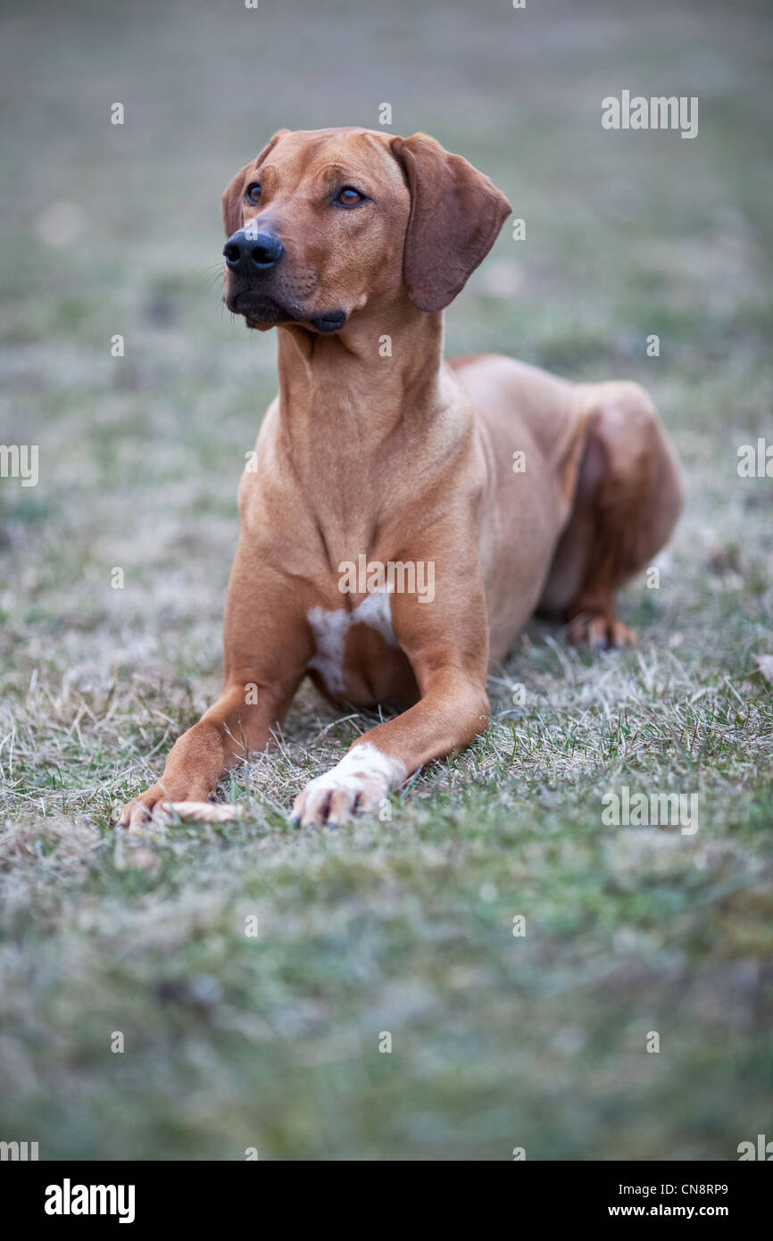 South african ridgeback hi-res stock photography and images - Alamy