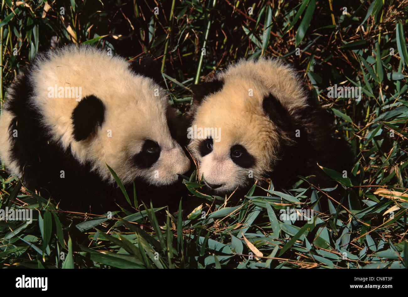 Two pandas in forest hi-res stock photography and images - Alamy