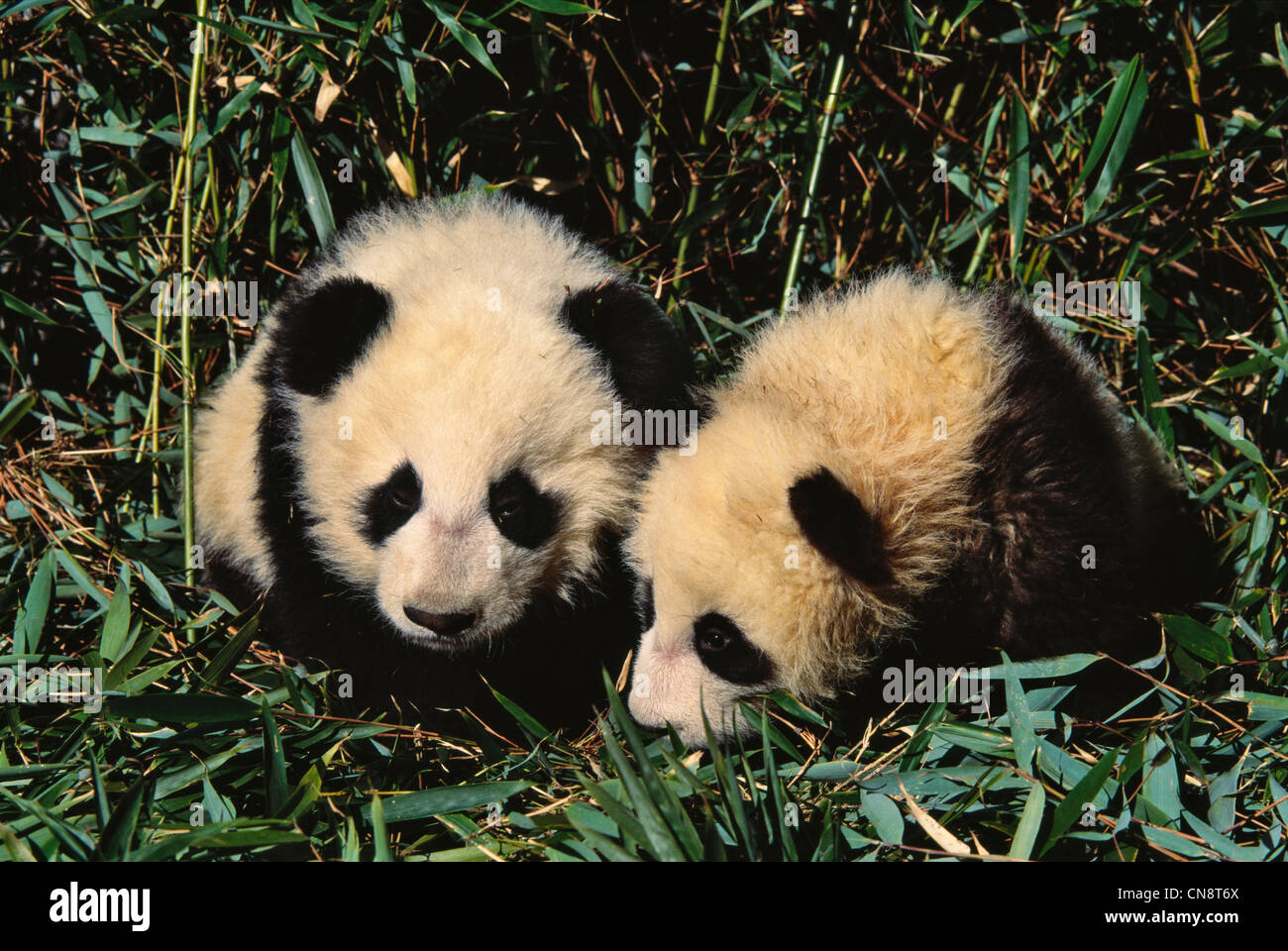 Two panda cubs play in the bamboo bush, Wolong, Sichuan, China Stock ...