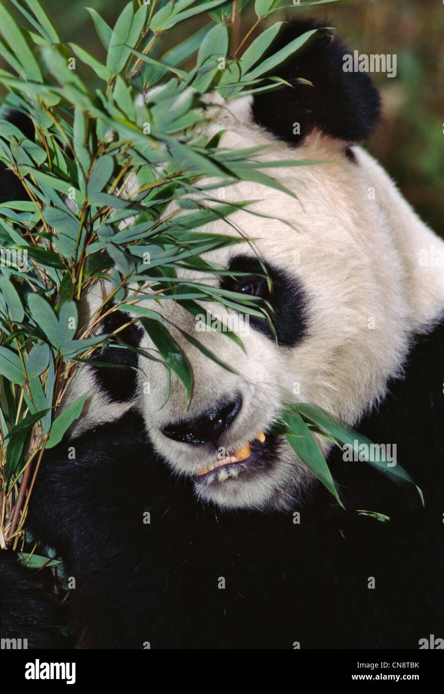 Pandas eating bambo hi-res stock photography and images - Alamy
