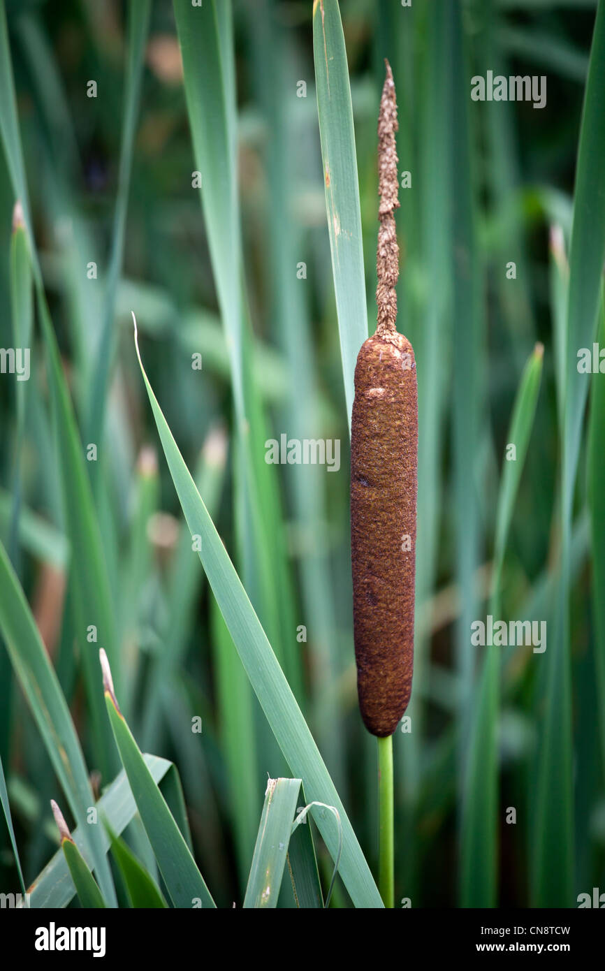 Common Cattail {Typha latifolia Stock Photo - Alamy