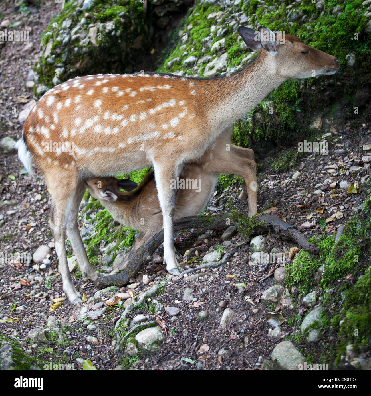 sika deer (lat. Cervus nippon) doe Stock Photo - Alamy