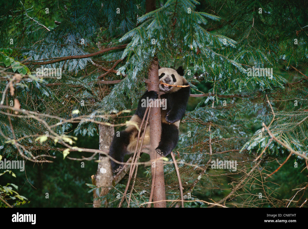 Giant Panda cub on tree, Wolong, Sichuan, China Stock Photo - Alamy