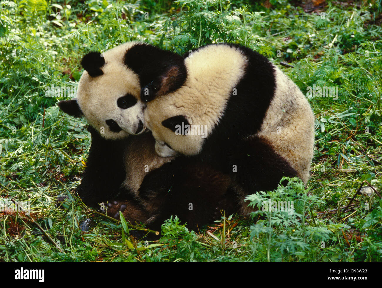 Two Giant Panda cubs playing, Wolong, Sichuan, China Stock Photo - Alamy