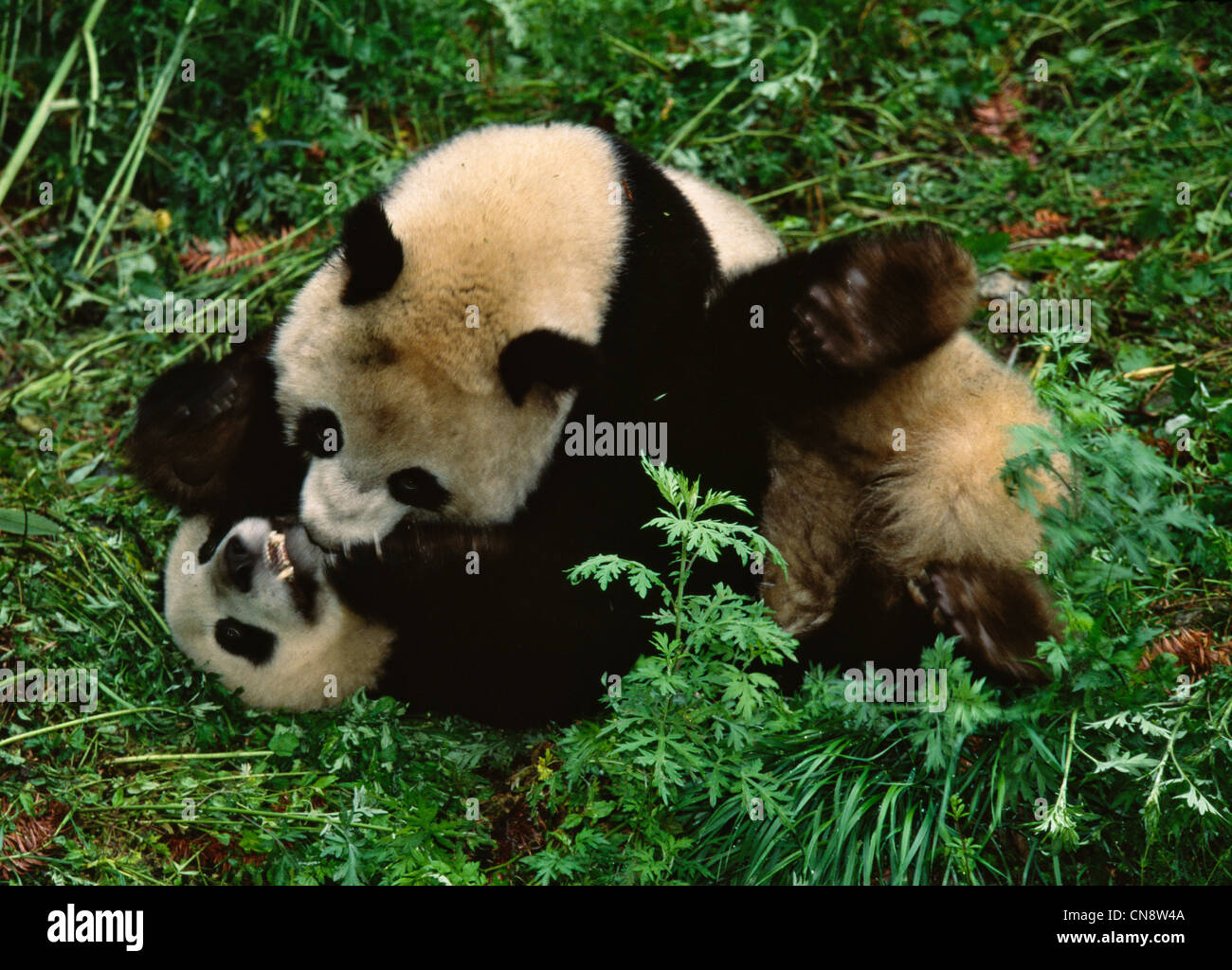 Pandas playing hi-res stock photography and images - Alamy