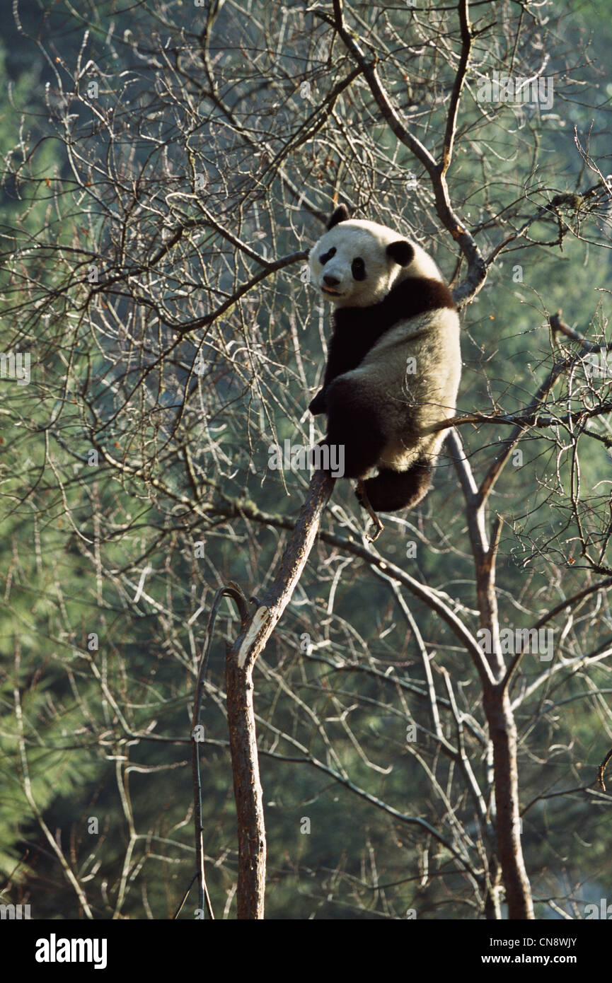 Giant Panda cub on tree, Wolong, Sichuan, China Stock Photo - Alamy