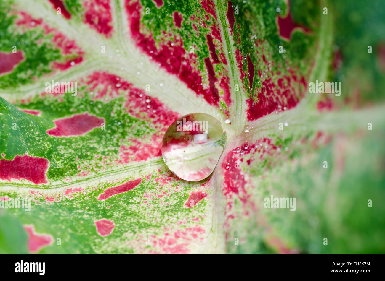 fresh water drops in green nature or in forest Stock Photo - Alamy