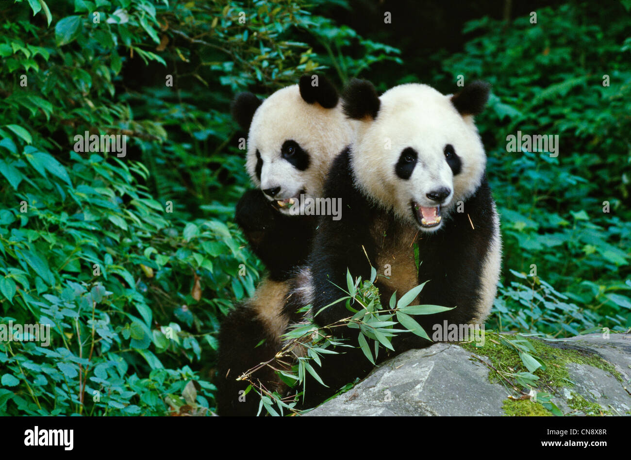 Giant Panda Cubs Eating Bamboo