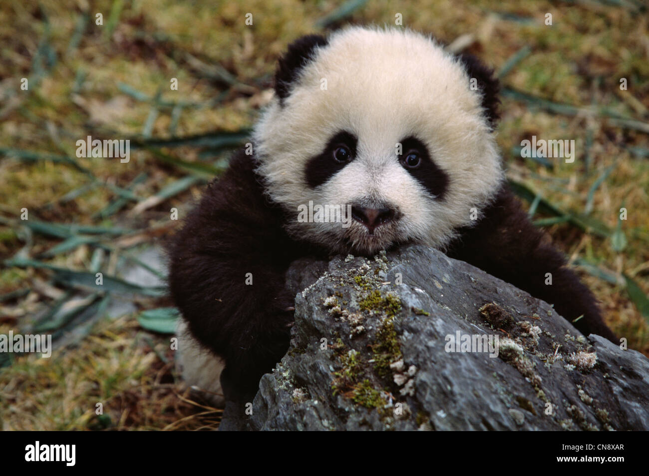 5 month panda hi-res stock photography and images - Alamy