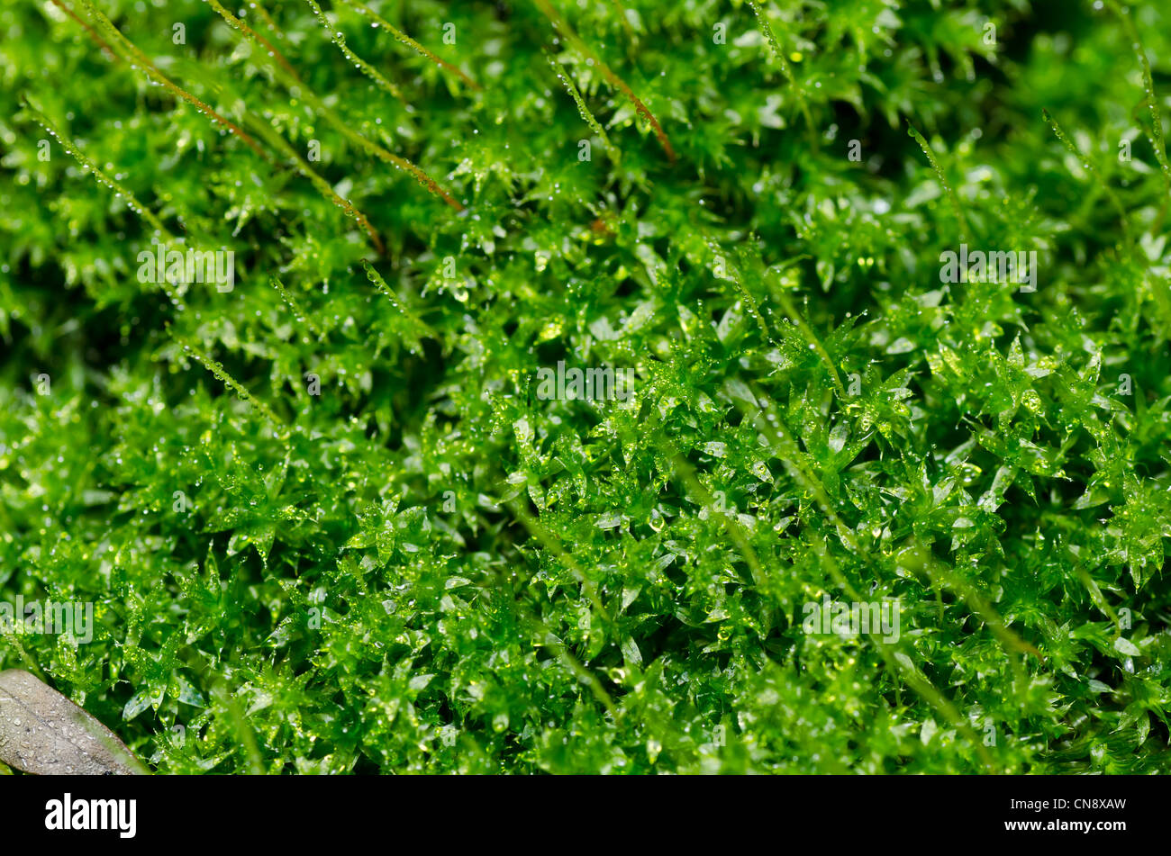 Fresh moss in green nature or in old stone or old wall Stock Photo - Alamy