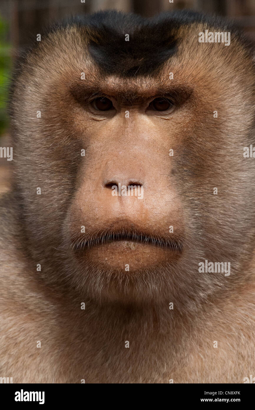 Baboon Primate in zoo Stock Photo - Alamy