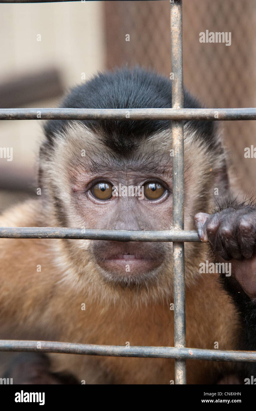 Caged Tufted Capuchins Stock Photo - Alamy