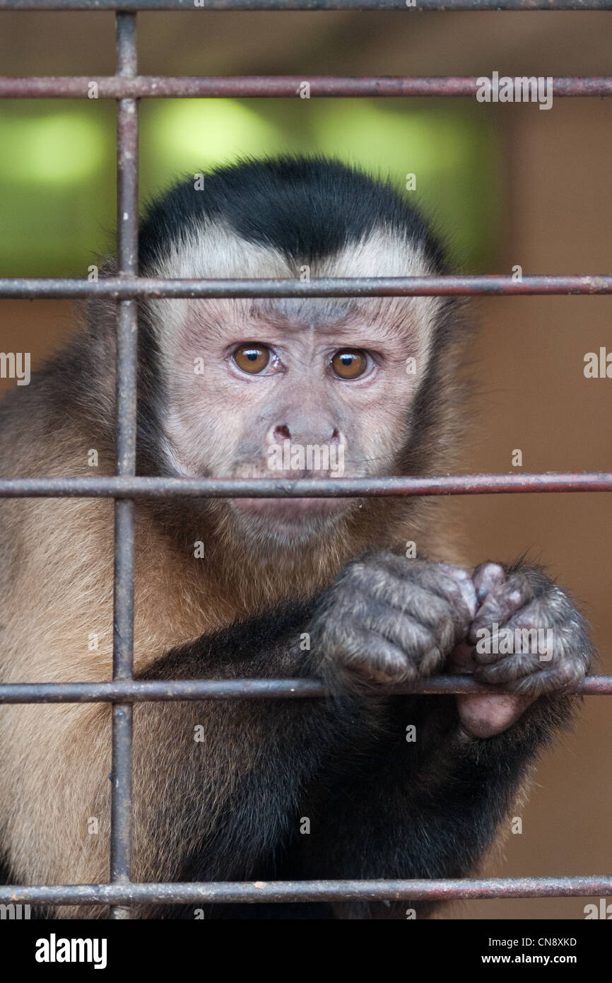 Caged Tufted Capuchins Stock Photo - Alamy