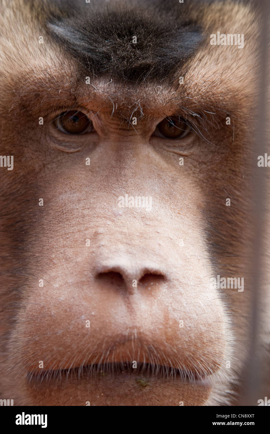 Baboon Primate in zoo Stock Photo - Alamy