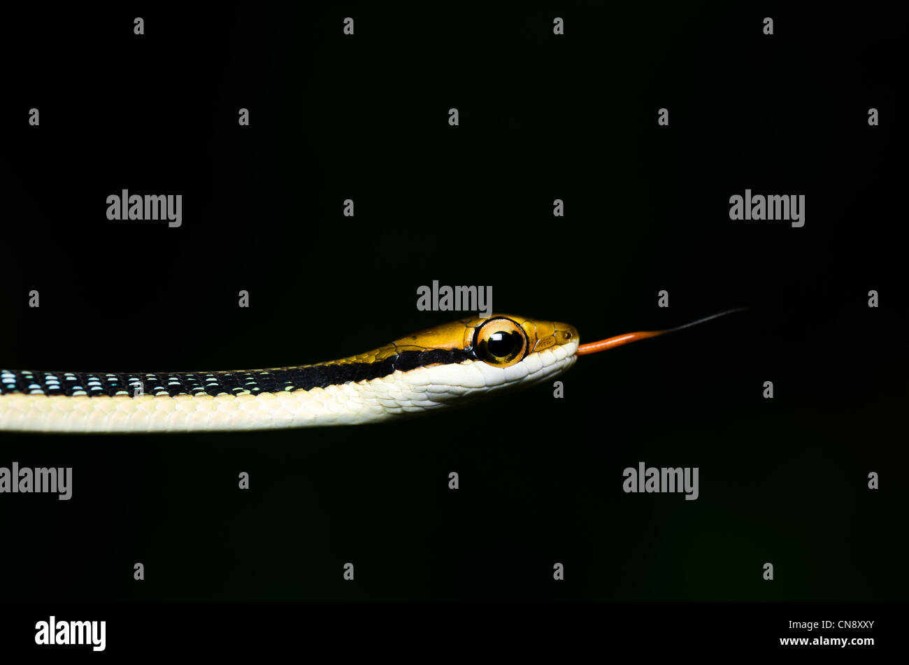 little snake in green nature or in forest Stock Photo - Alamy