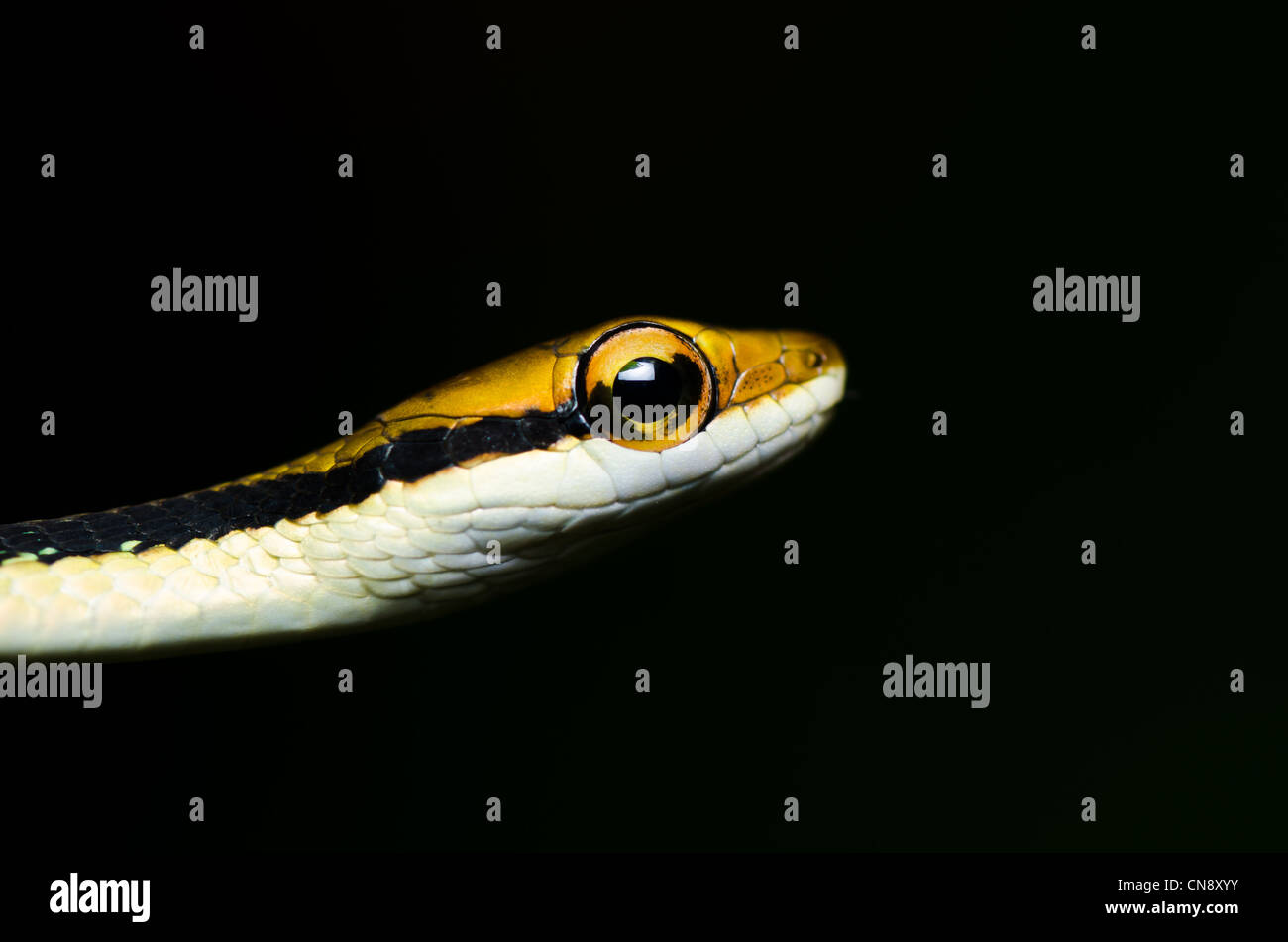 Little snake hi-res stock photography and images - Alamy