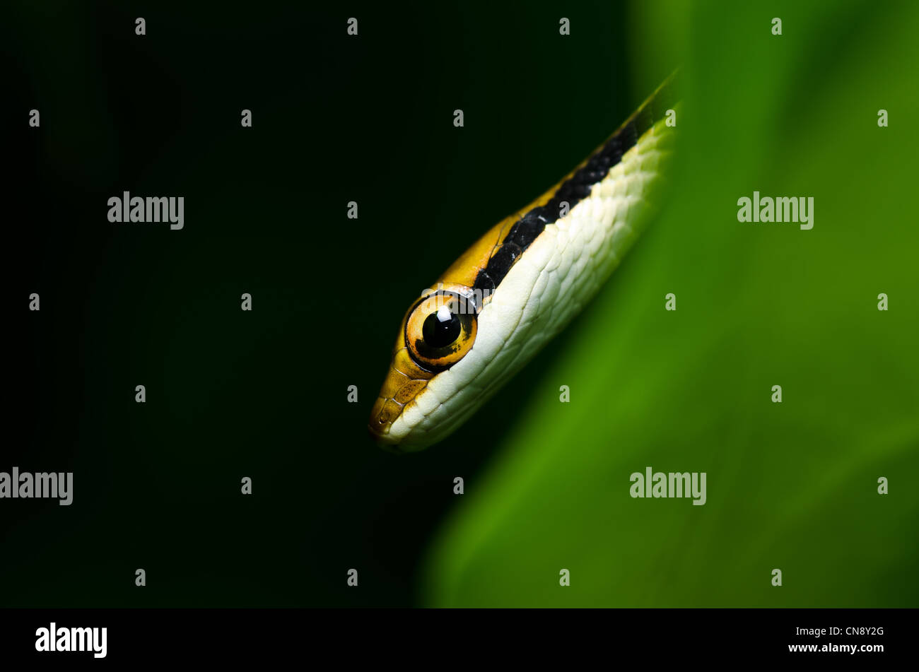 Little Snake High Resolution Stock Photography and Images - Alamy