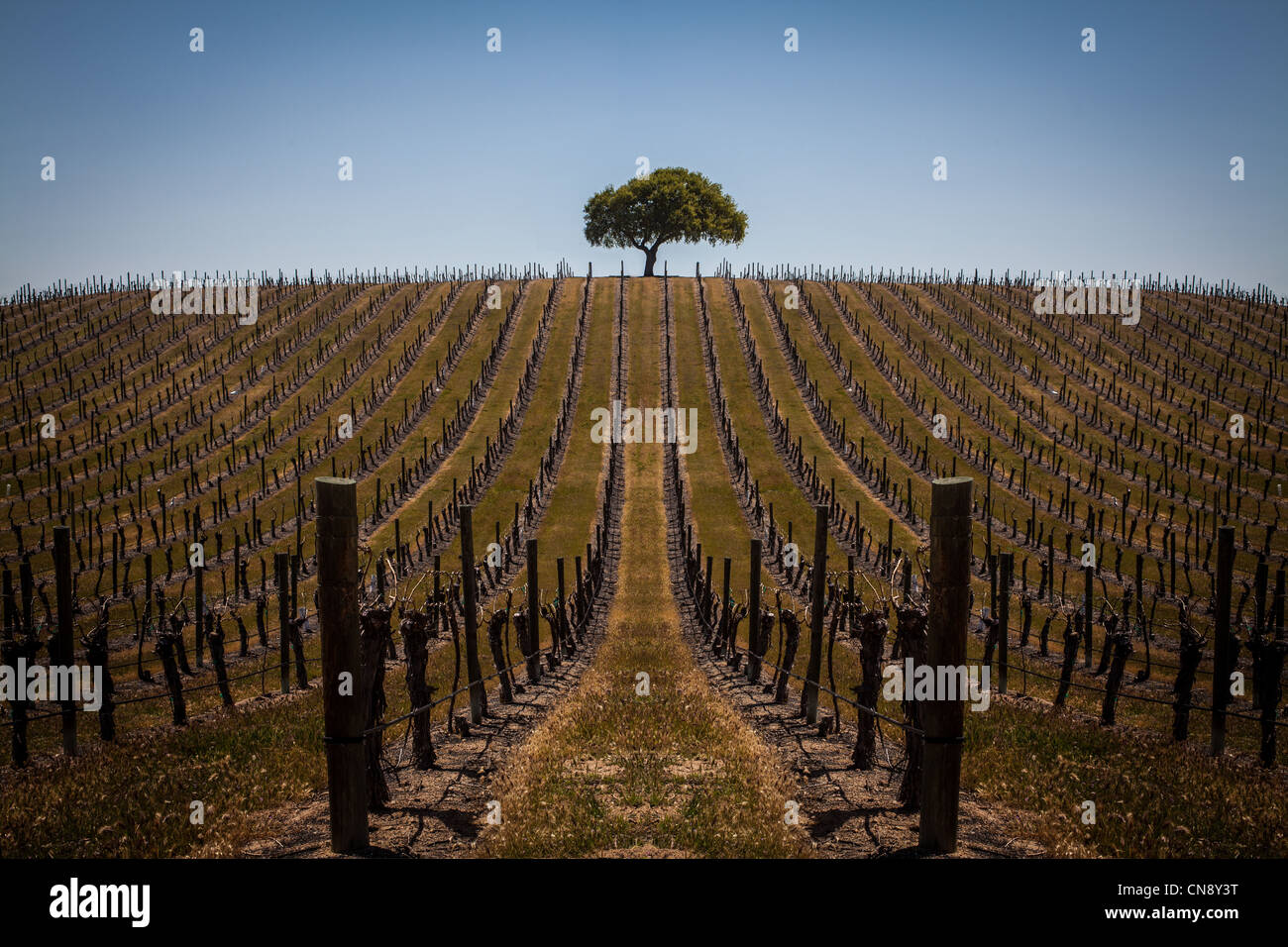 A lone tree on a hill in the Paso Robles wine growing district of ...