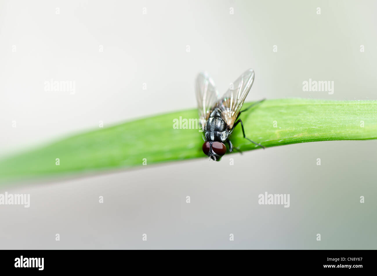 fly in green nature or in the city Stock Photo - Alamy