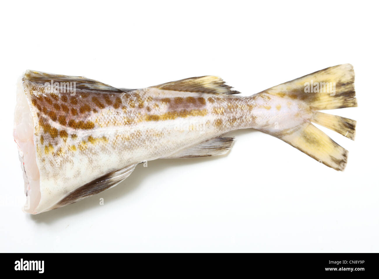 Raw cod fish fillets in kitchen on white background Stock Photo - Alamy
