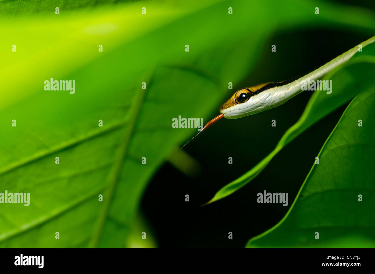 Little snake hi-res stock photography and images - Alamy