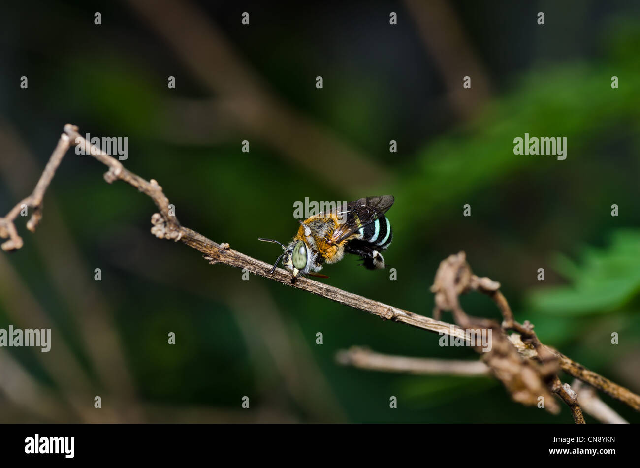 Amegilla High Resolution Stock Photography and Images - Alamy