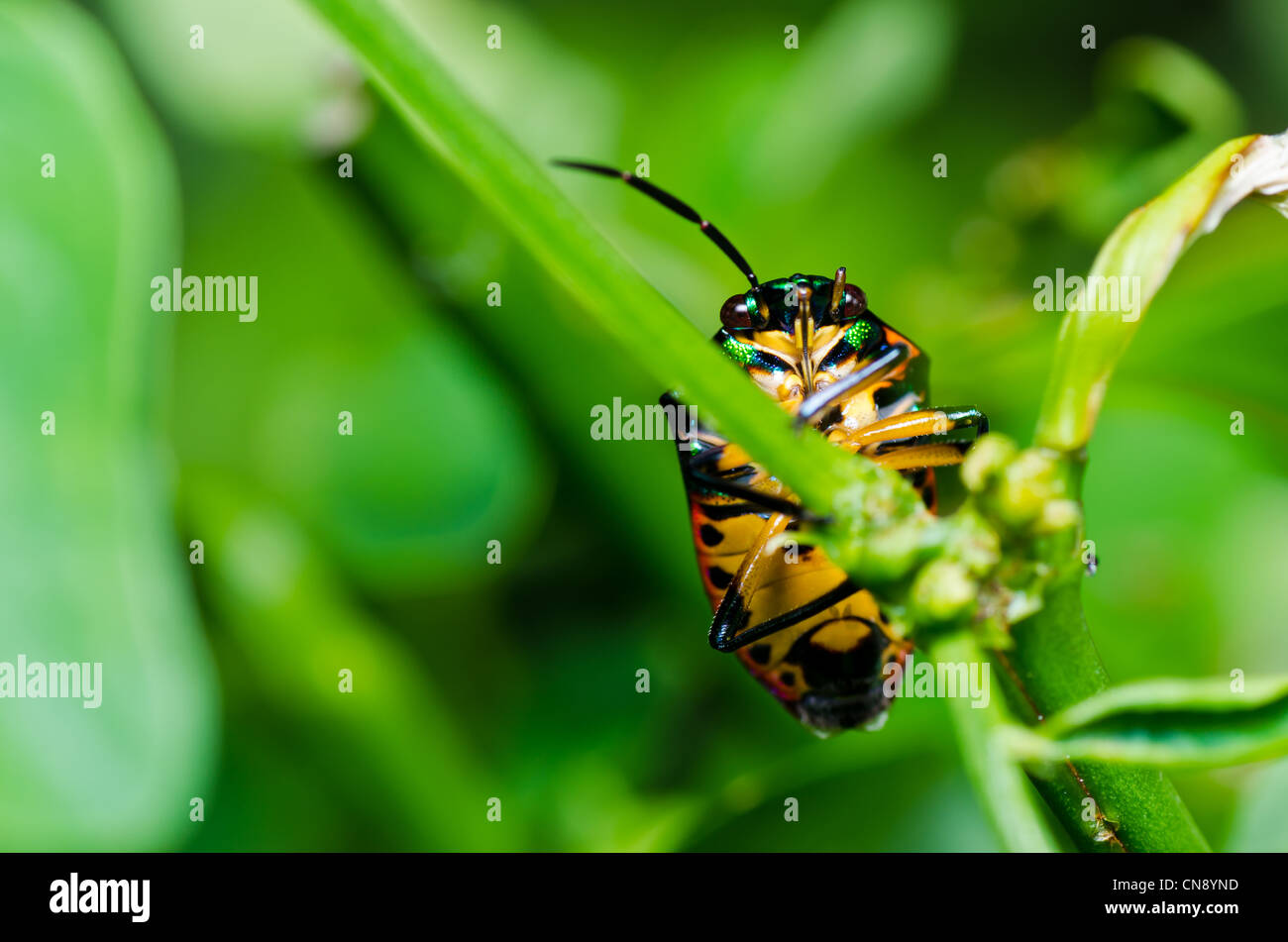jewel beetle in green nature or in the forest Stock Photo - Alamy