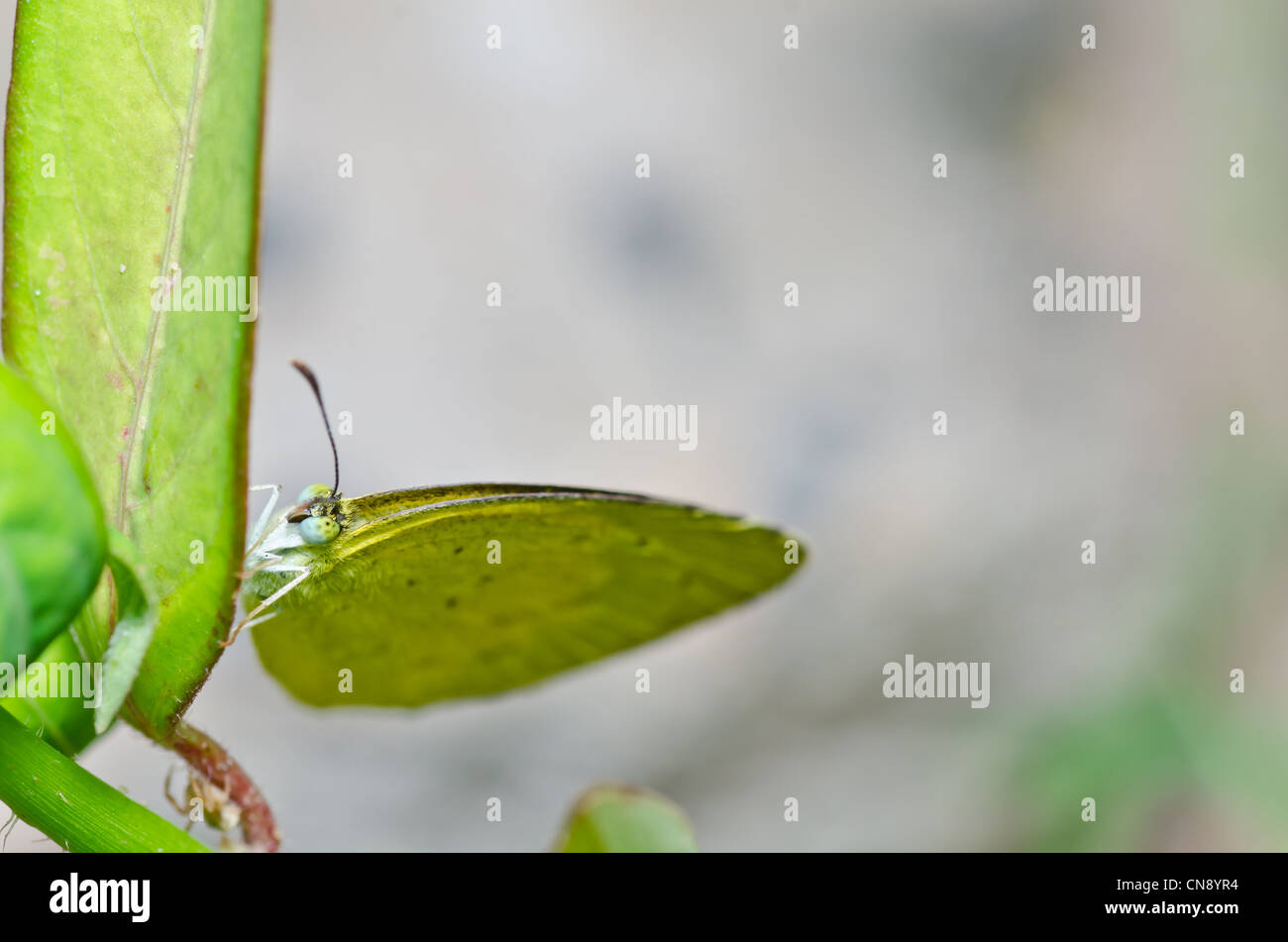 butterfly in green nature or in the garden Stock Photo - Alamy
