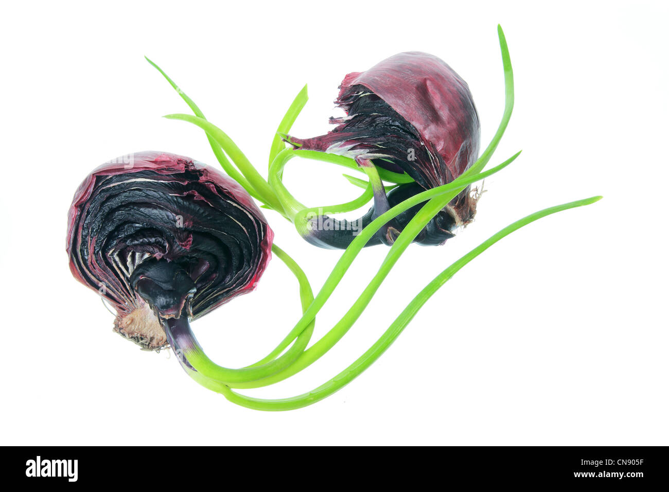 Onion bulb cross section hi-res stock photography and images - Alamy