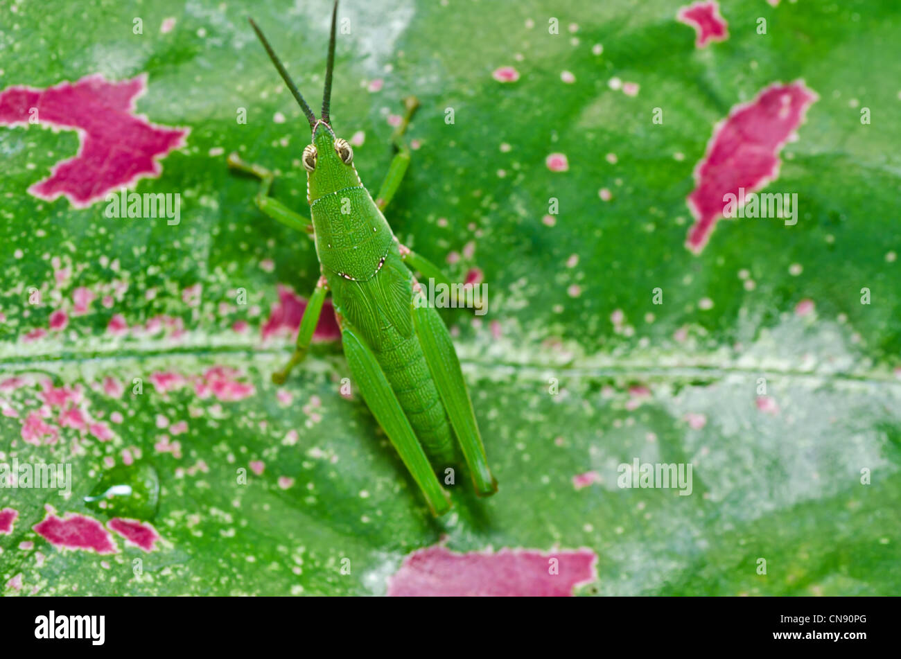 grasshopper in green nature or in farm Stock Photo - Alamy