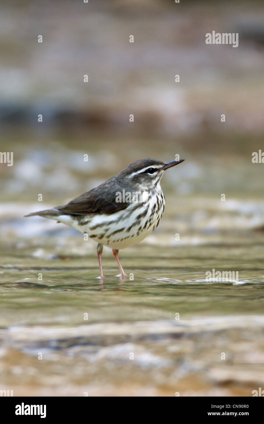 Louisiana Waterthrush perching in stream - vertical bird birds songbird ...