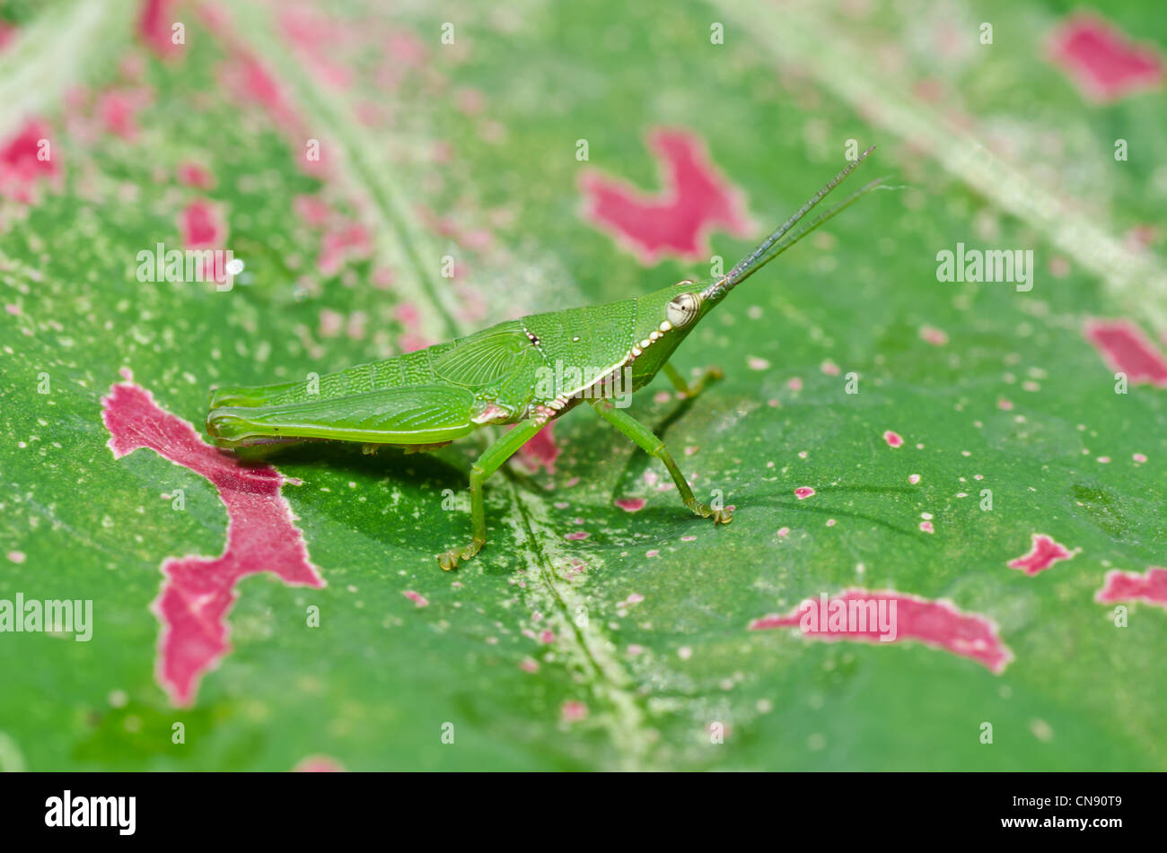 grasshopper in green nature or in farm Stock Photo - Alamy