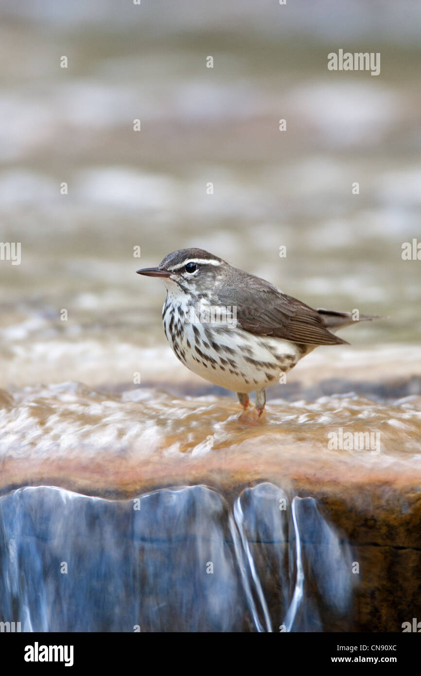 Louisiana Waterthrush perching in stream - vertical bird birds songbird ...