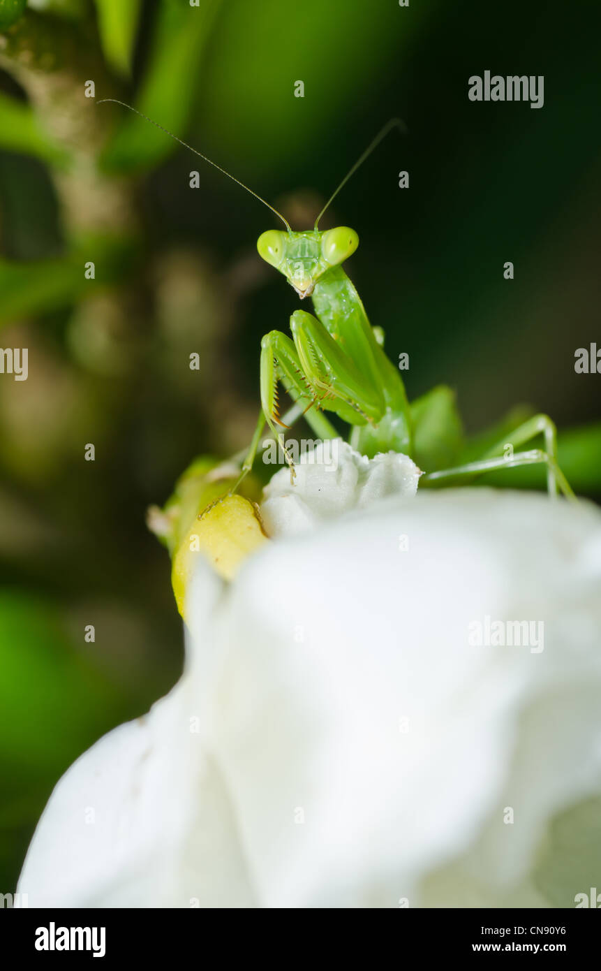 mantis in green nature or in garden Stock Photo - Alamy