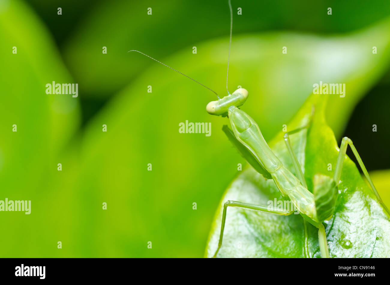 mantis in green nature or in garden Stock Photo - Alamy