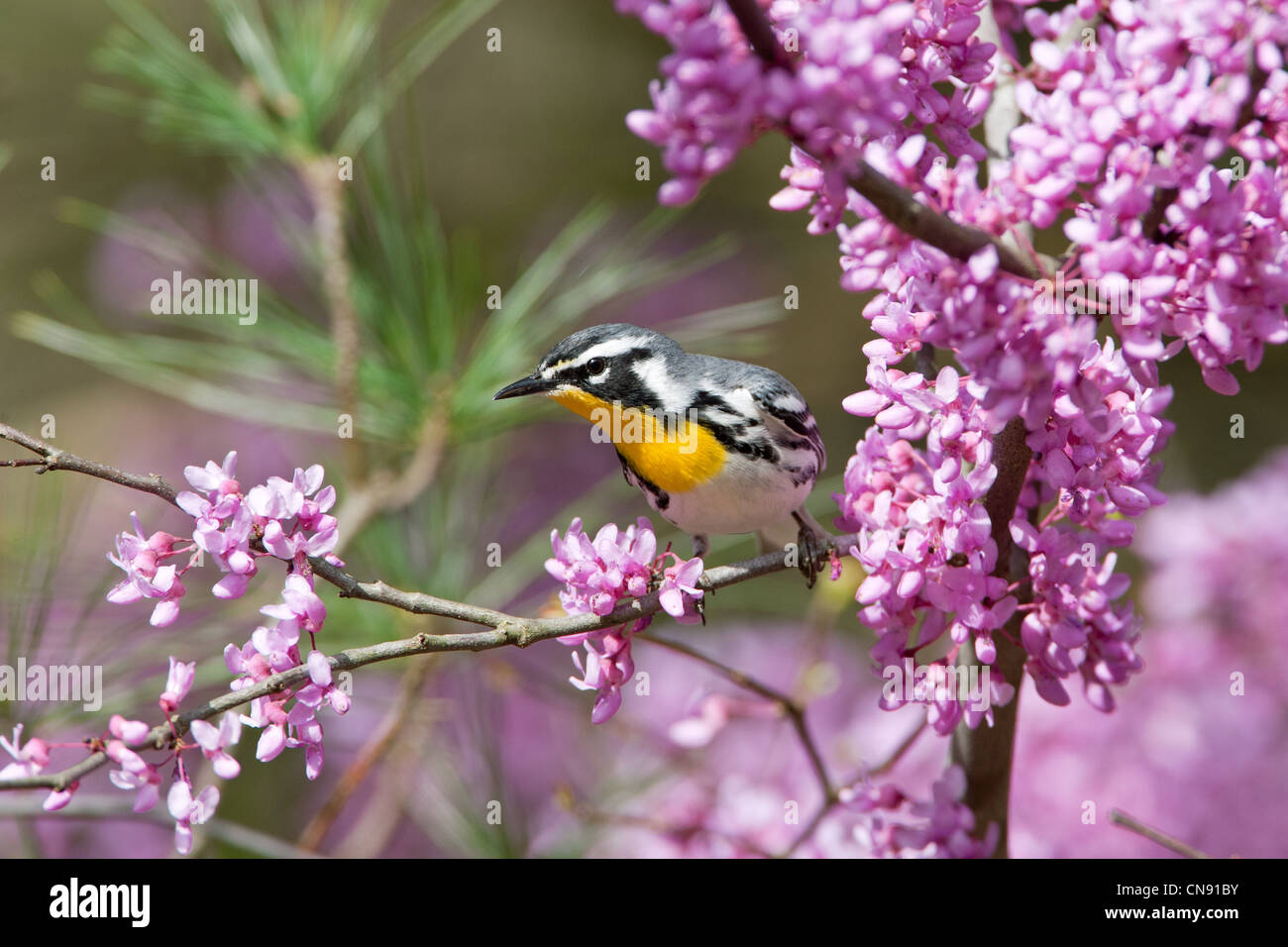 Yellow throated Warbler perched in Redbud blossoms flowers warblers ...