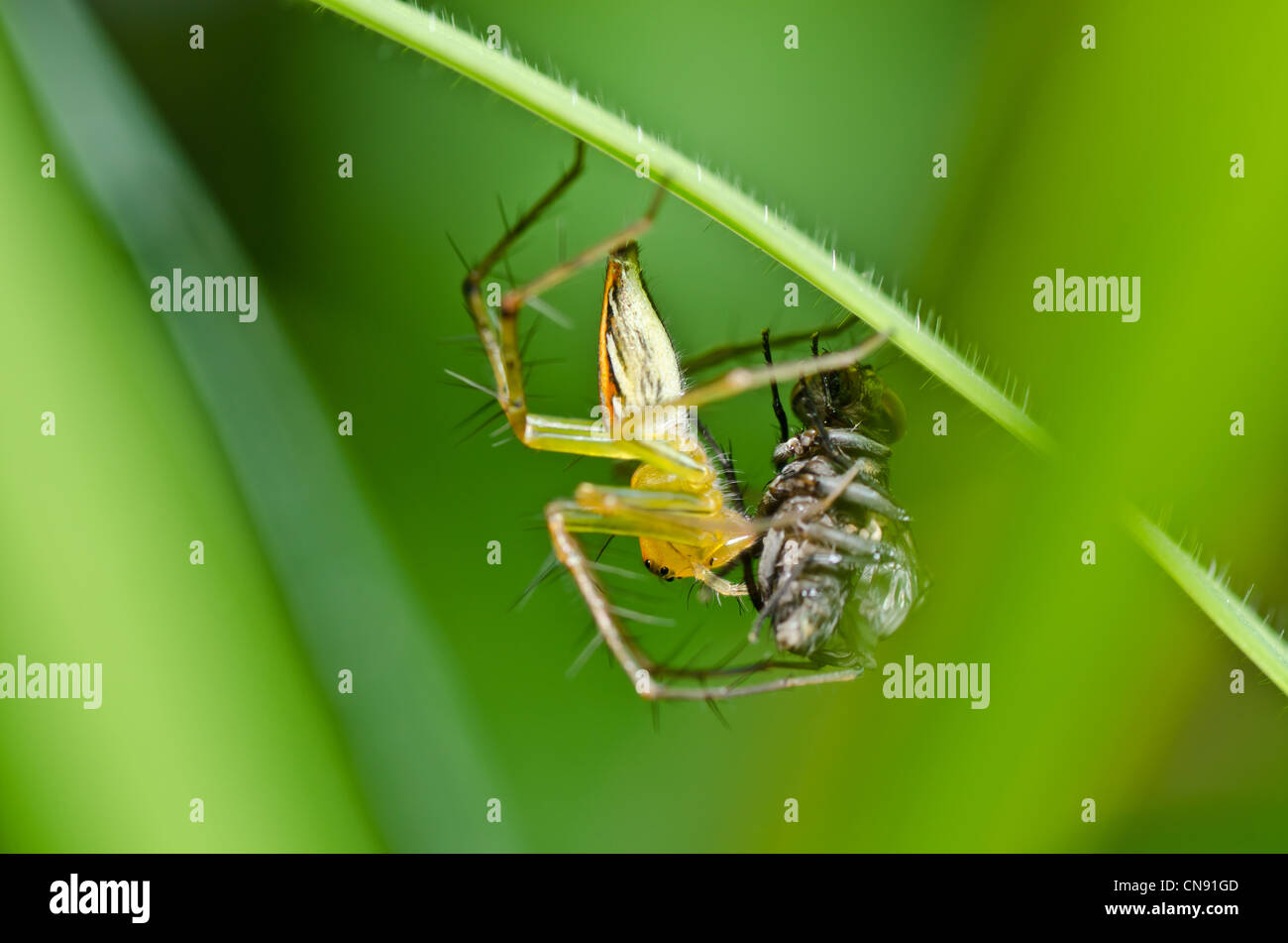 long legs spider in green nature or in garden Stock Photo - Alamy
