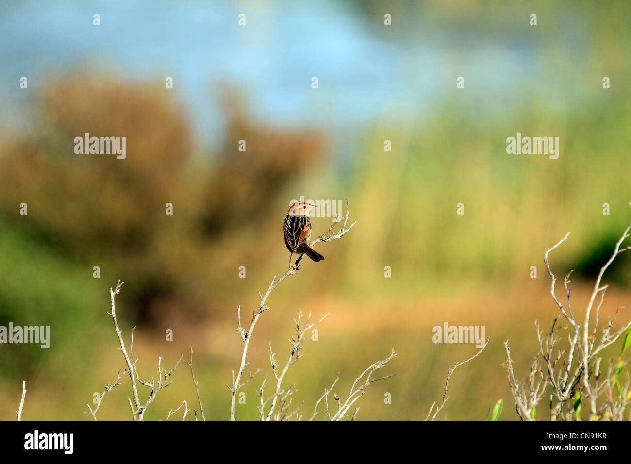 Levaillant's Cisticola or Tinkling Cisticola, (Cisticola tinniens) at ...