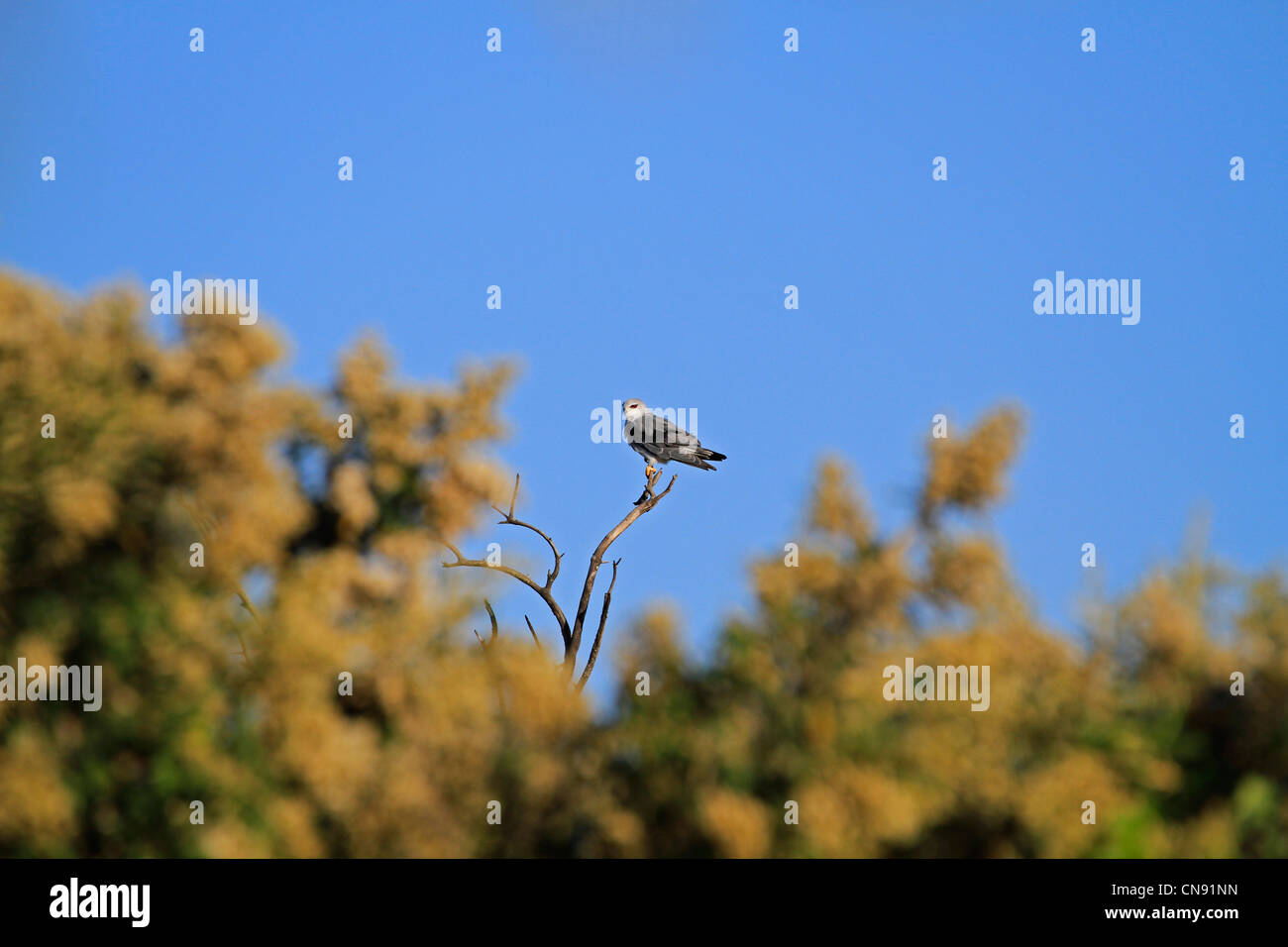 Black-shouldered Kite (Elanus axillaris) in a tree at Intaka Bird ...
