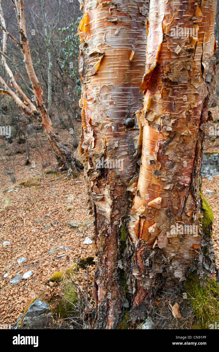 Silver Birch Tree Bark