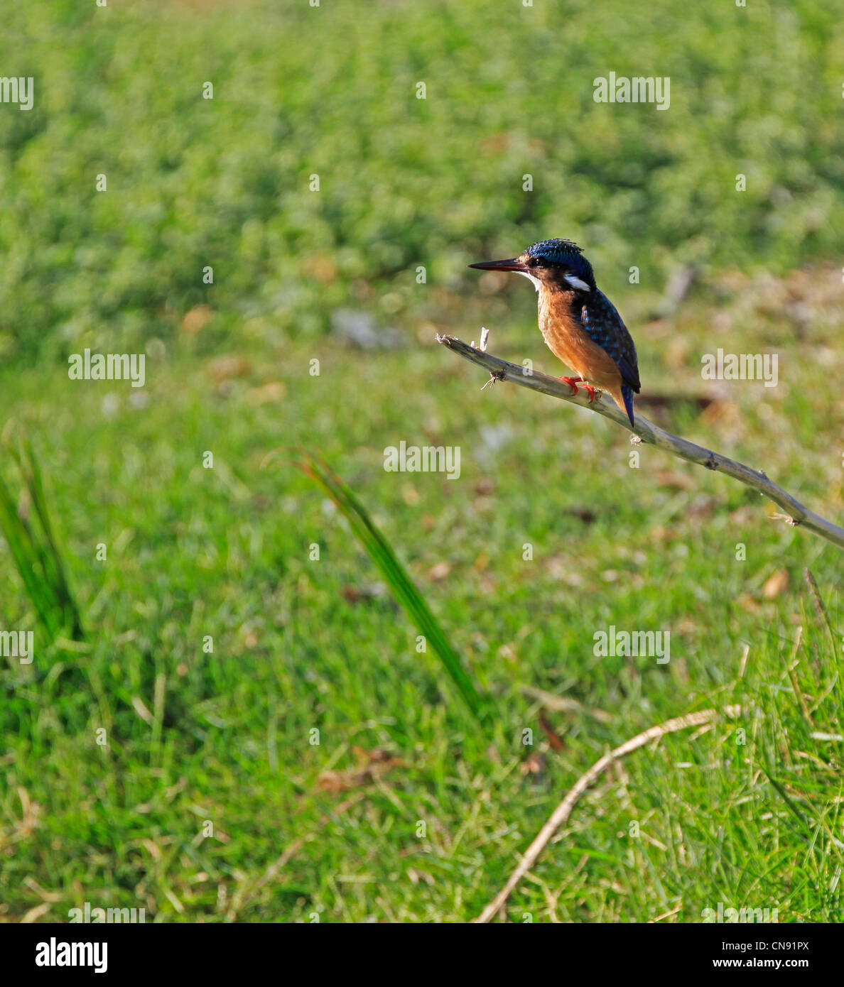 Juvenile Malachite Kingfisher (Alcedo cristata) at Intaka Bird ...