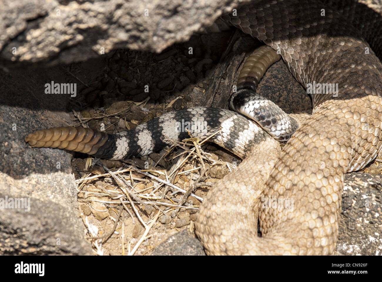 Western Diamond-backed Rattlesnakes, (Crotalus atrox), mating at a den ...