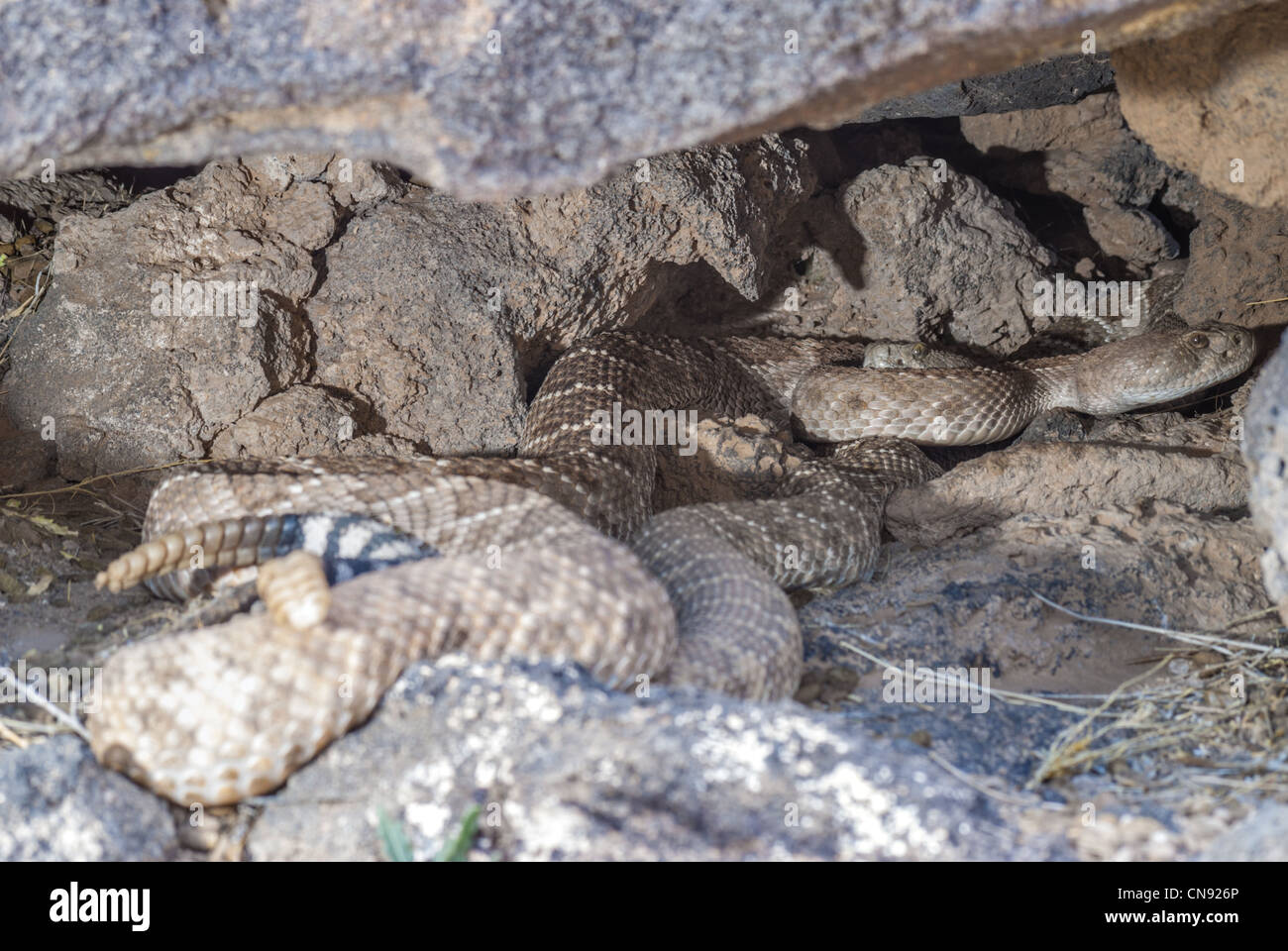 Western Diamond-backed Rattlesnakes, (Crotalus atrox), mating at a den ...