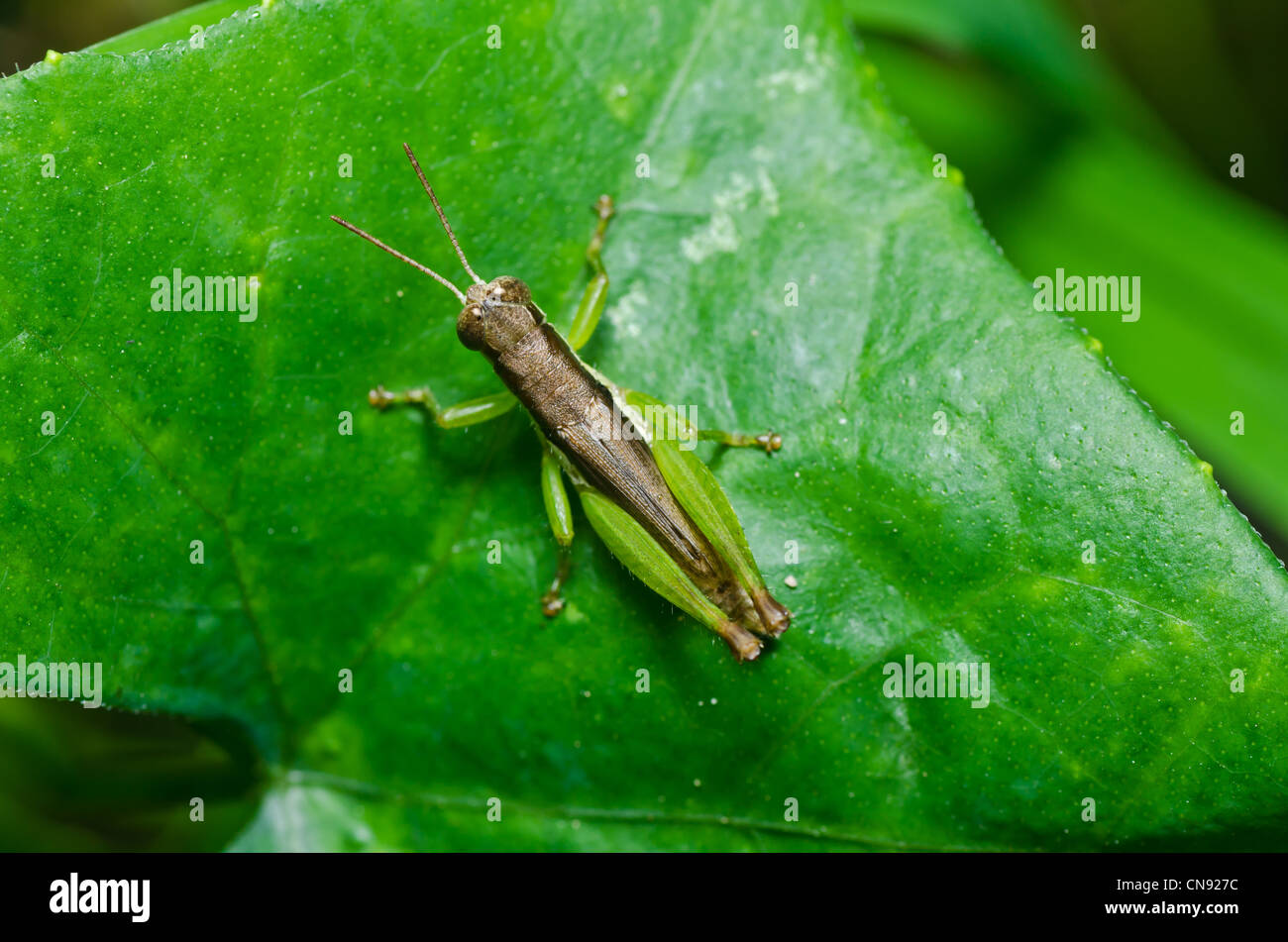 grasshopper in green nature or in the garden Stock Photo - Alamy