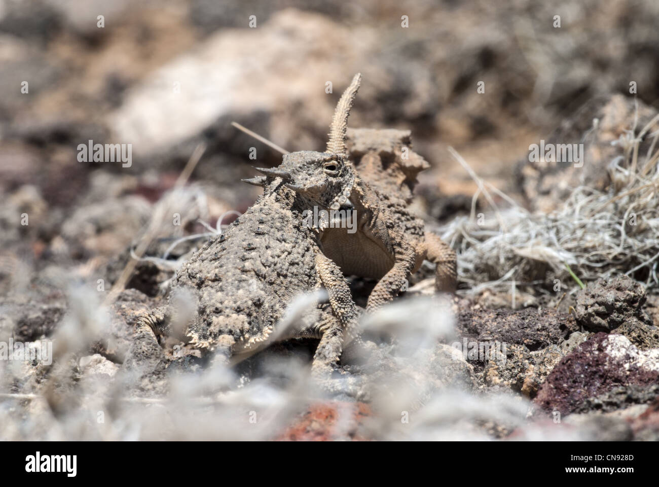 Round-tailed Horned Lizard, (Phrynosoma modestum), Petroglyph National ...