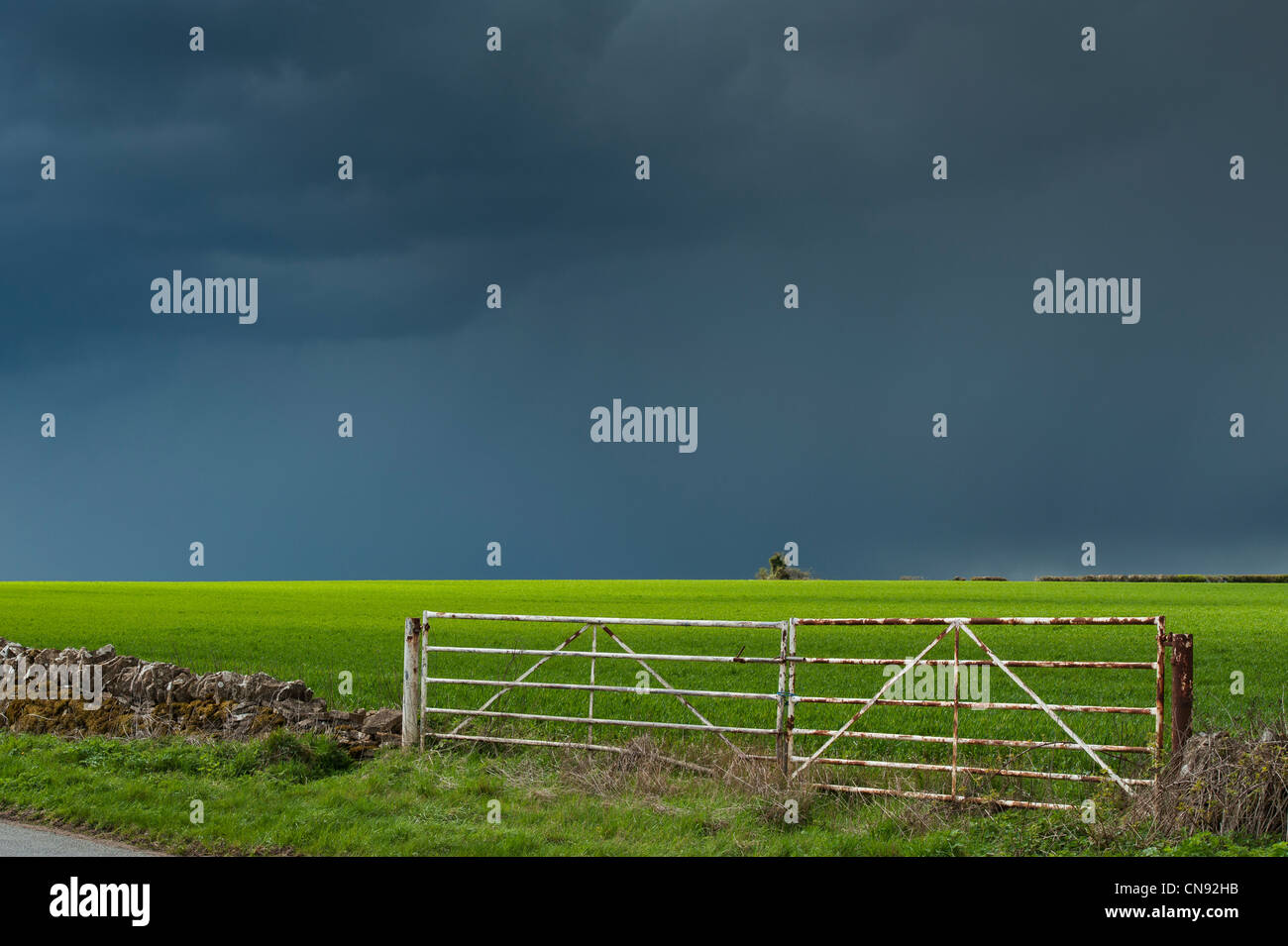 Stormy rain clouds over a sun lit wheat field in the English ...